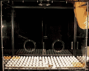 Chain GIF - Find on GIFER