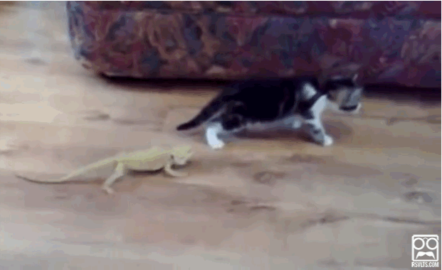 GIF cat roosevelts common - animated GIF on GIFER