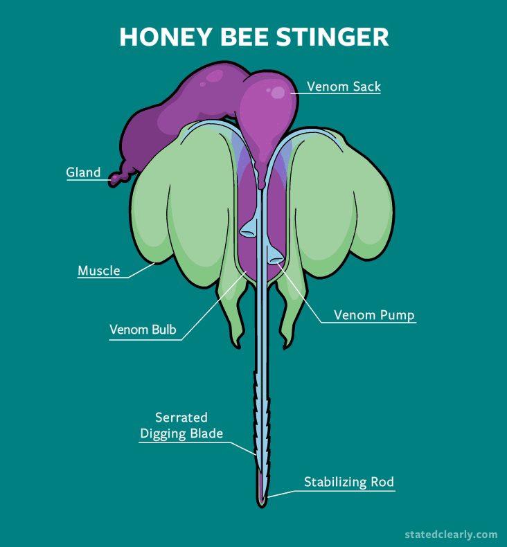 Bee GIF - Find on GIFER