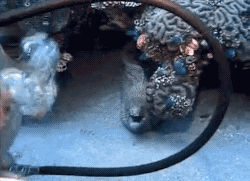 Anime Purple Fire Gif Fire animation fire image les gifs fire element ...