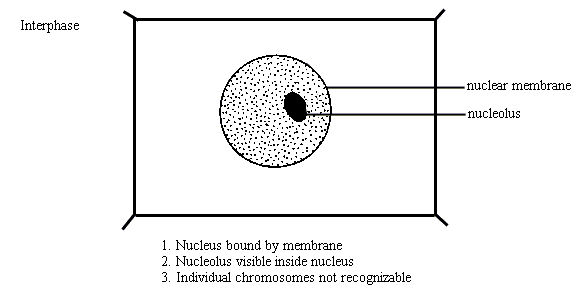 Cell animation GIF - Find on GIFER