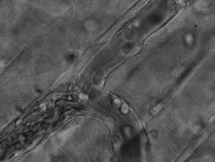 GIF cells - animated GIF on GIFER