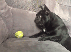 GIF dog fail - animated GIF on GIFER