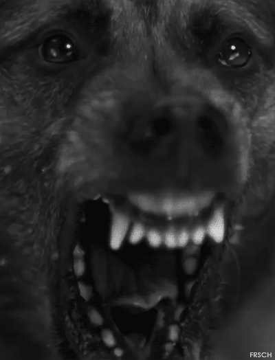 Gif Sobrenatural Del Perro Del Infierno VIDA FÚNEBRE La Ausencia De