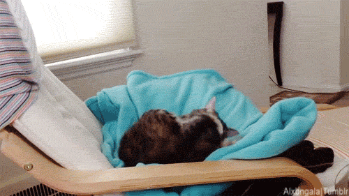 Cat resting comfy GIF - Find on GIFER