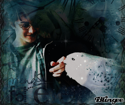 Hedwig GIF - Find on GIFER