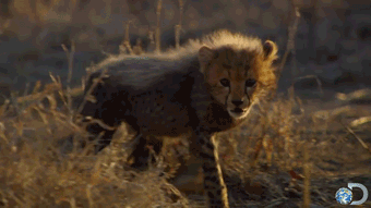 GIF animals friendship wild - animated GIF on GIFER
