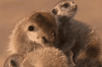 Meerkat GIF - Find on GIFER