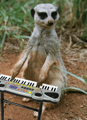 Meerkat GIF - Find on GIFER
