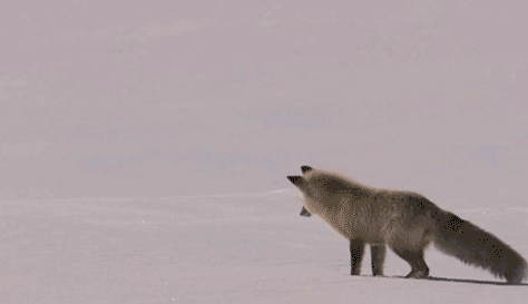 Was Sagt Der Fuchs Gif Kleiner Fuchs GIFs Find & Share On GIPHY
