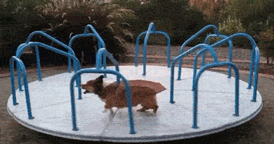 GIF corgi dog loop - animated GIF on GIFER - by Cogelv
