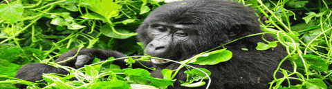 Chimpanzee GIF - Find on GIFER