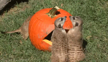 Animals playing hiding GIF - Find on GIFER