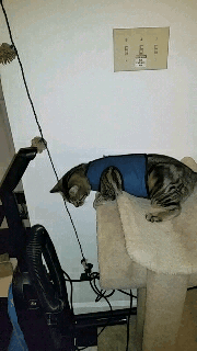 Cat cat fail unprecedented GIF - Find on GIFER