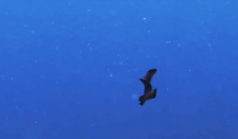 GIF zoology - animated GIF on GIFER