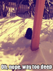 GIF cute dog snow - animated GIF on GIFER