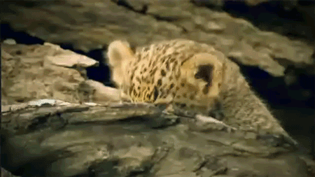 Big cat animal GIF - Find on GIFER