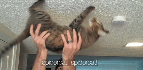 Cat spidercat GIF - Find on GIFER