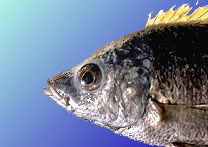 Adaptation GIF - Find on GIFER