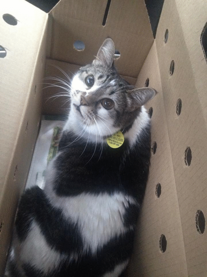 GIF cat shelter sun bleached - animated GIF on GIFER