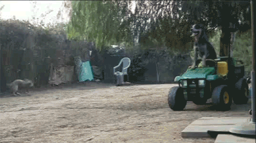 Animal farm GIF - Find on GIFER