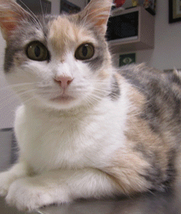 Animal GIF - Find on GIFER