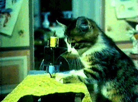 Work kitten boss GIF - Find on GIFER