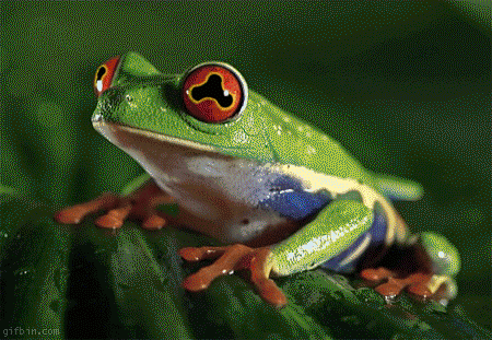 Toad GIF - Find on GIFER