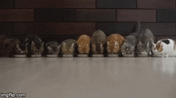 GIF meow - animated GIF on GIFER