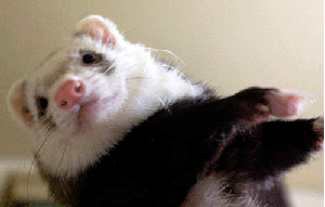 Ferret GIF on GIFER - by Mejas
