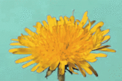 Yellow GIF - Find on GIFER