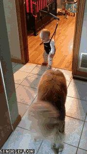 Hoppende Hund Gif Hund Springend Springen GIF Auf GIFER Von