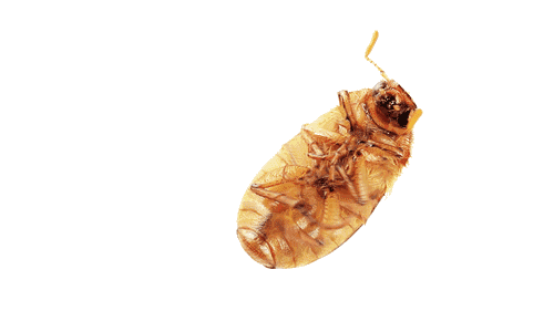 Moving Cockroach Gif