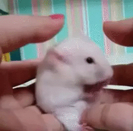 GIF aww stuart - animated GIF on GIFER