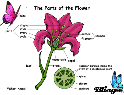 Picture diagram GIF - Find on GIFER