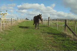 GIF bay chevalin chevaux - GIF animé sur GIFER