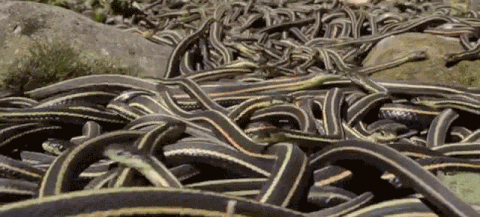 Snakes GIF - Find on GIFER
