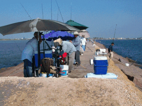 GIF fishing - animated GIF on GIFER