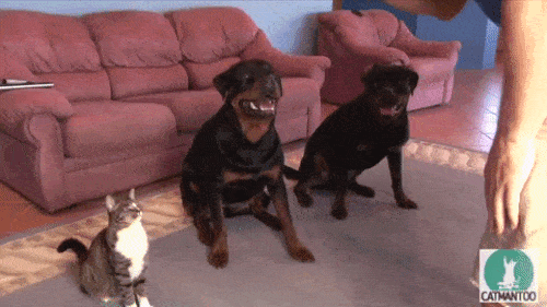 Dog rolls GIF - Find on GIFER