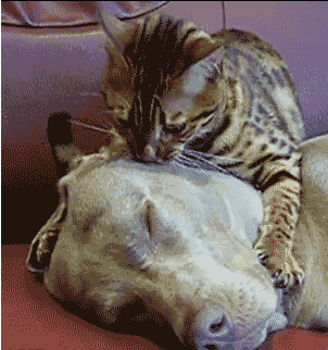 Day ruff GIF - Find on GIFER