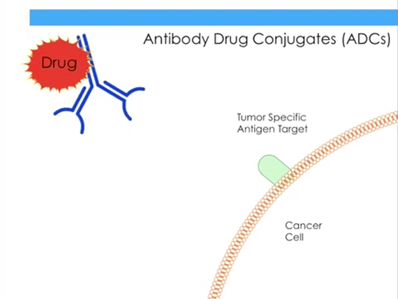 Immunity: Definition, Types, and Examples – StudiousGuy Immunity: Definition, Types, and Examples – StudiousGuy