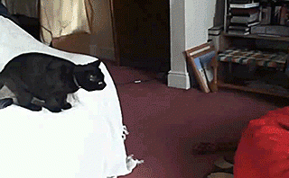 Nuke cat GIF - Find on GIFER