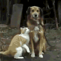 GIF snuggle - animated GIF on GIFER