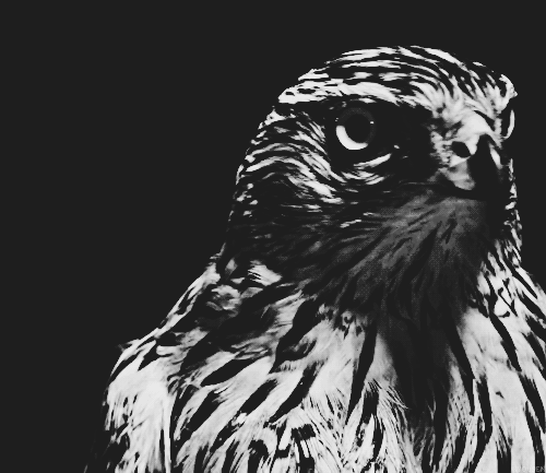 Hawk GIF - Find on GIFER