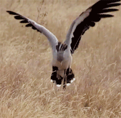 Birds GIF - Find on GIFER