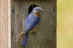 The birds GIF - Find on GIFER