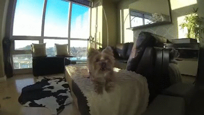 Fetch GIF - Find on GIFER