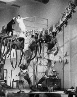 GIF hawks - animated GIF on GIFER