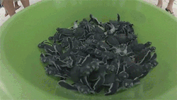 Tortoise tortoises fun GIF - Find on GIFER