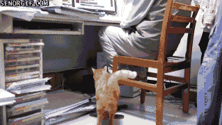 Gif De Gato Saltando Gato Voando Imagens – Download Grátis No
